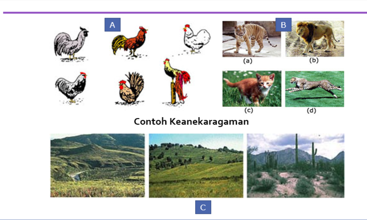 Week: Pertemuan 12. Tingkat keanekaragaman hayati (komunitas/ habitat ...
